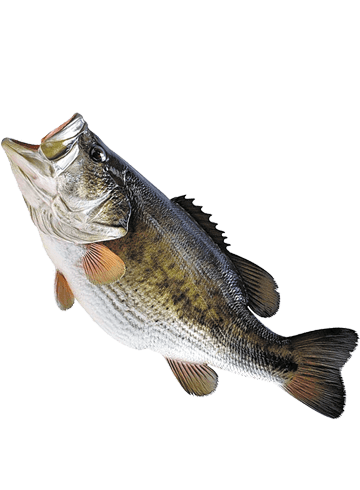 3D Arcade Fishing para Nintendo Switch - Site Oficial da Nintendo para ...